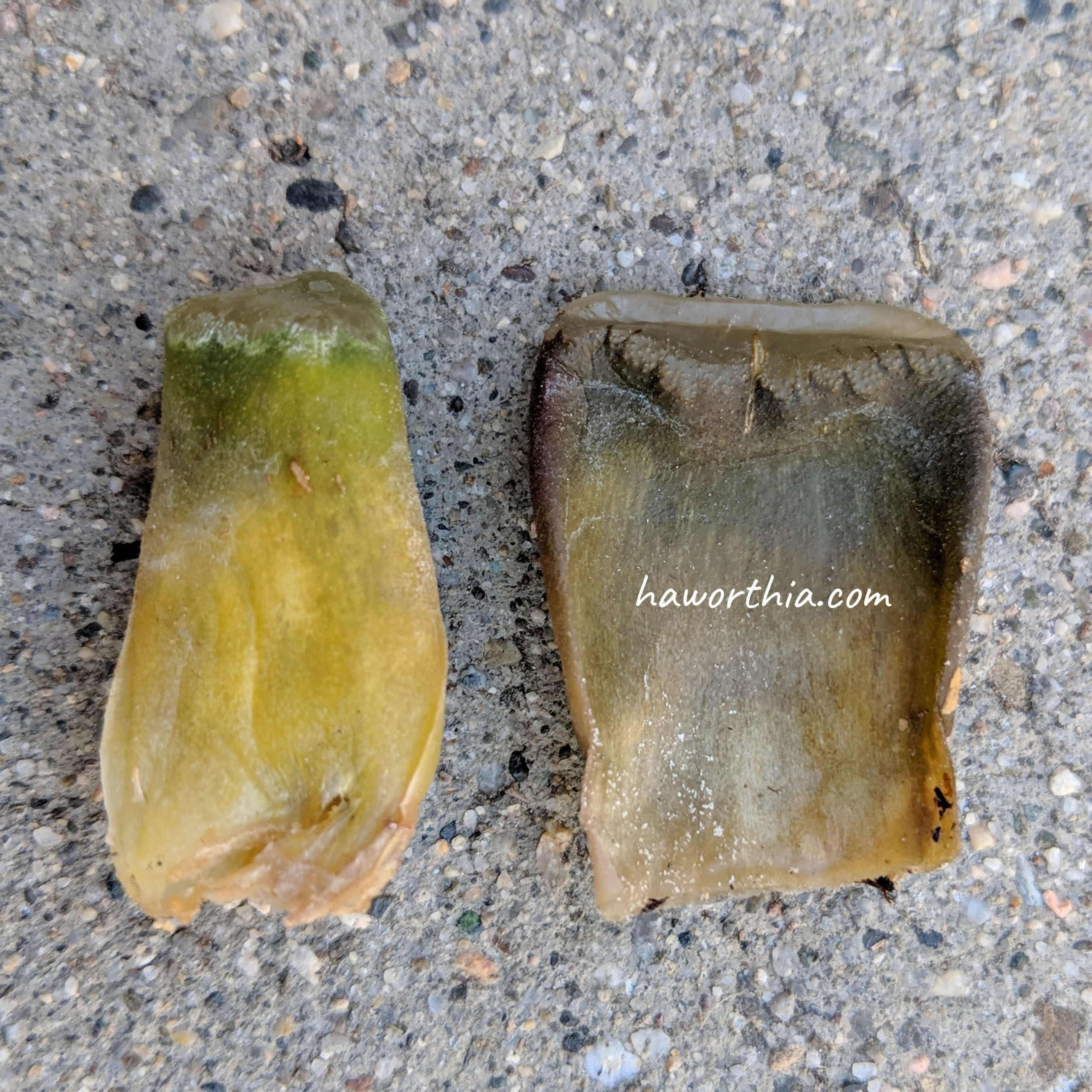 Leaf Rot - The Genus Haworthia