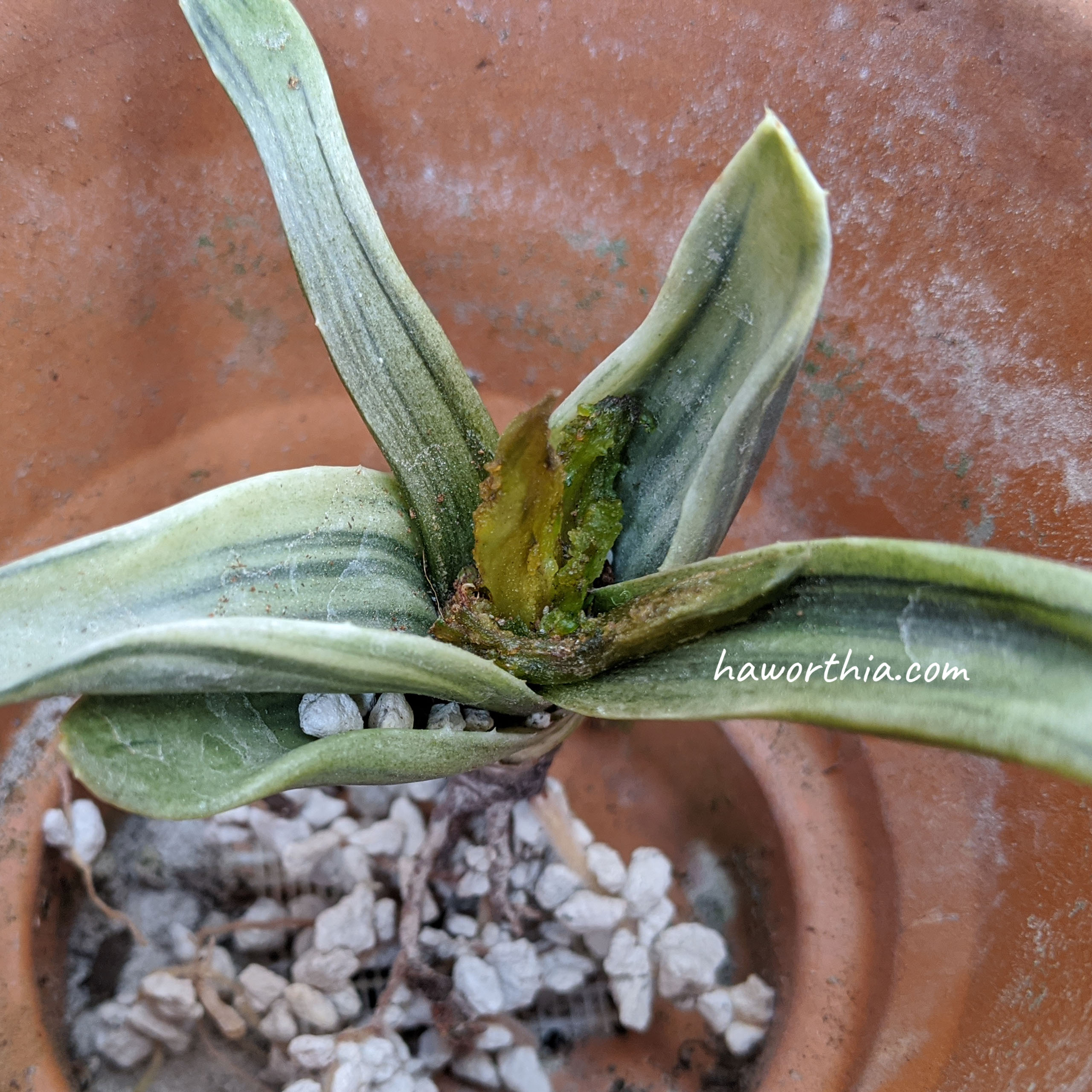 Aloe Mite - The Genus Haworthia
