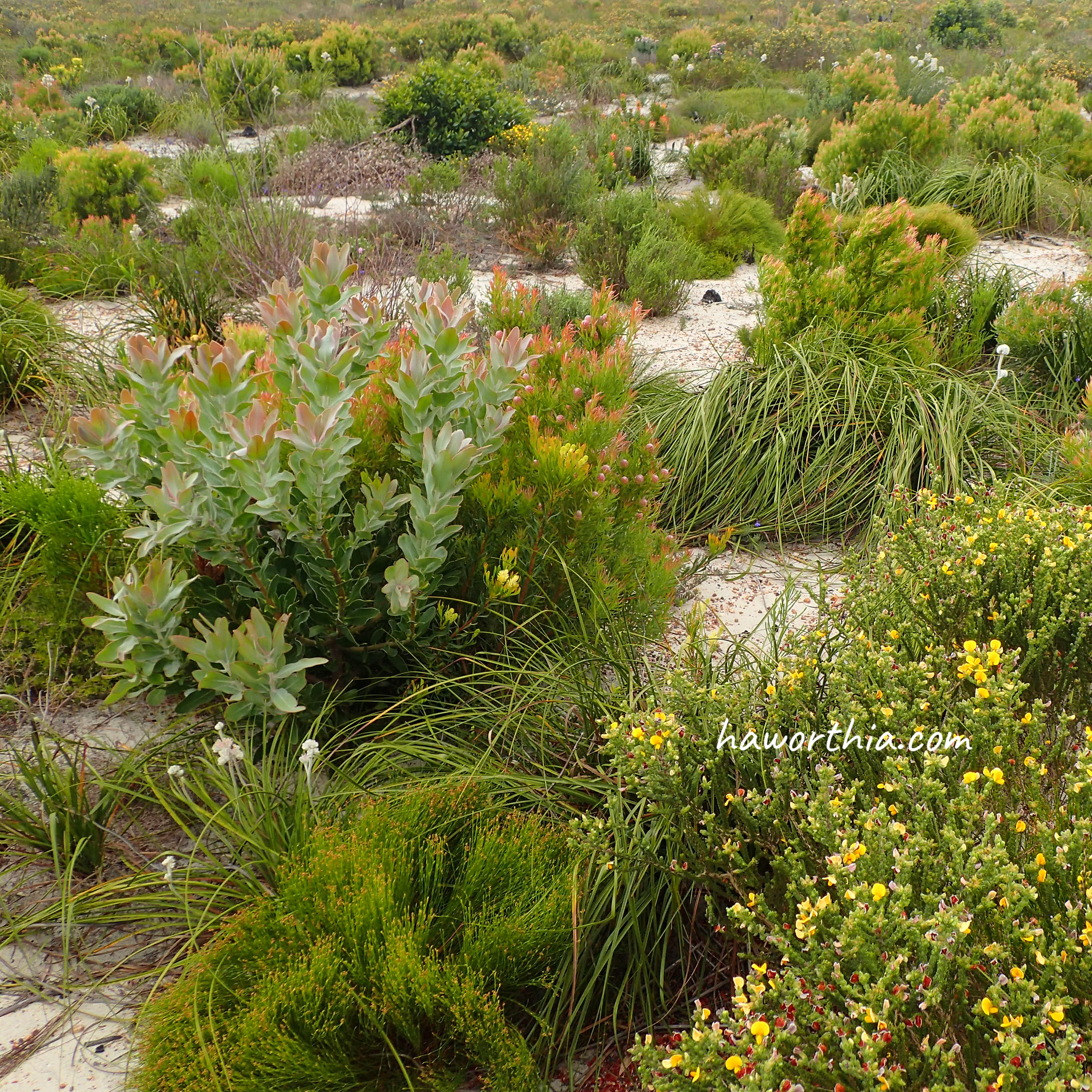 Distribution In The Fynbos Biome The Genus Haworthia